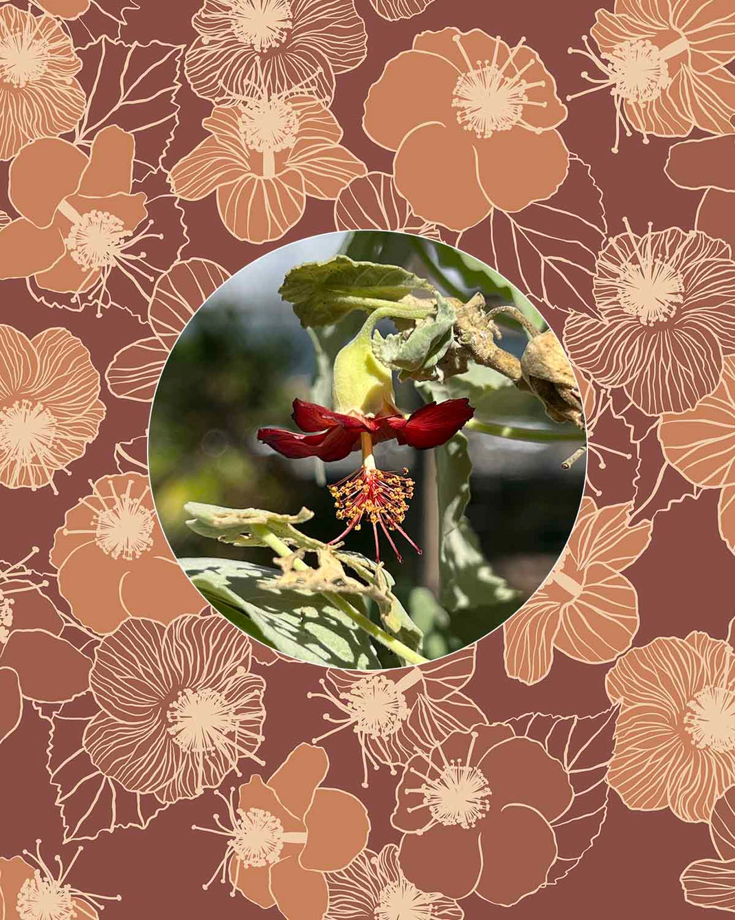 NATIVE HAWAIIAN PLANTS – Waiwaolani